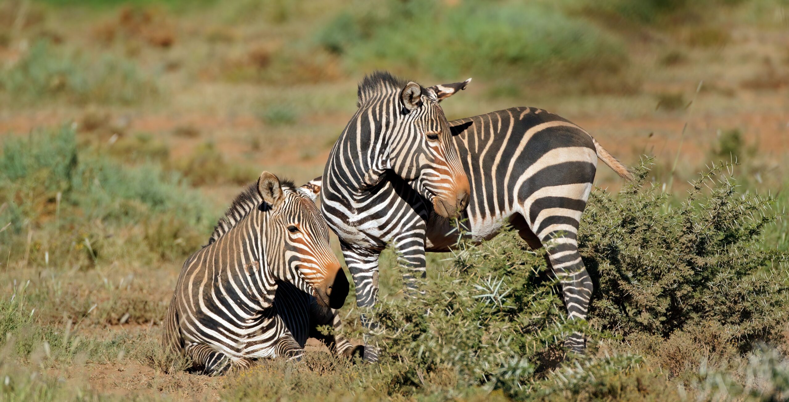 Mountain Zebra Nationalpark – Afrika Safari Urlaub