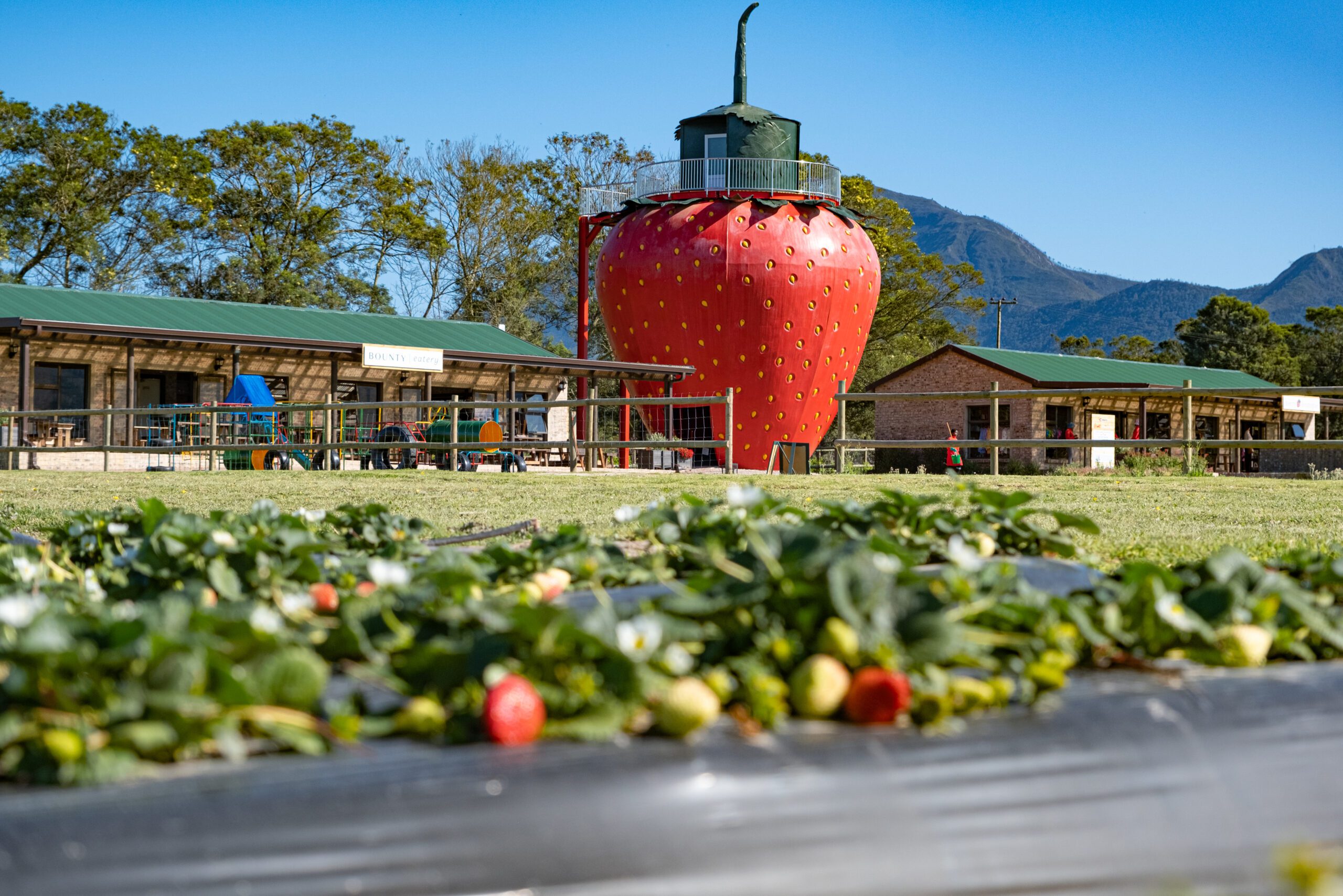 Mittagessen auf der Redberry Farm (Bezahlung vor Ort) - Afrika Safari ...